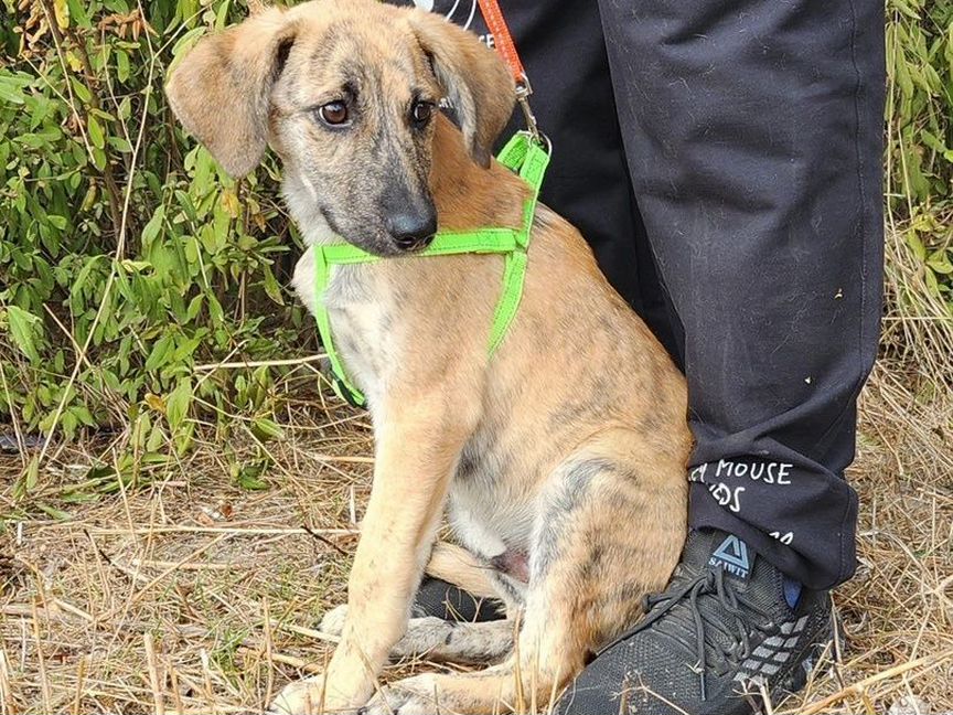 Щеночек Имбирь в добрые руки