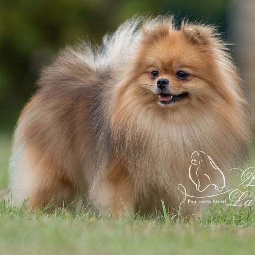 Померанский шпиц, взрослая собака