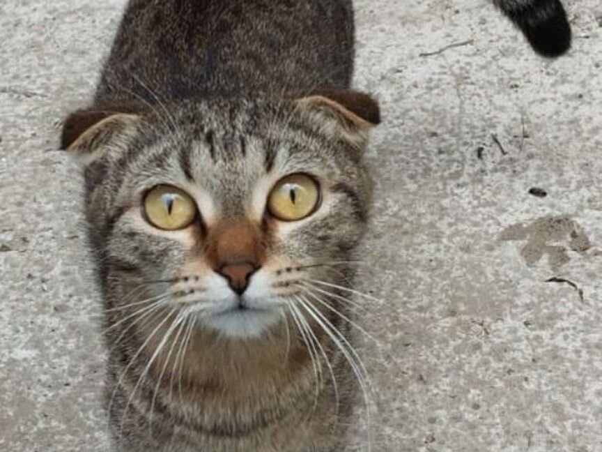 Выброшенная кошка