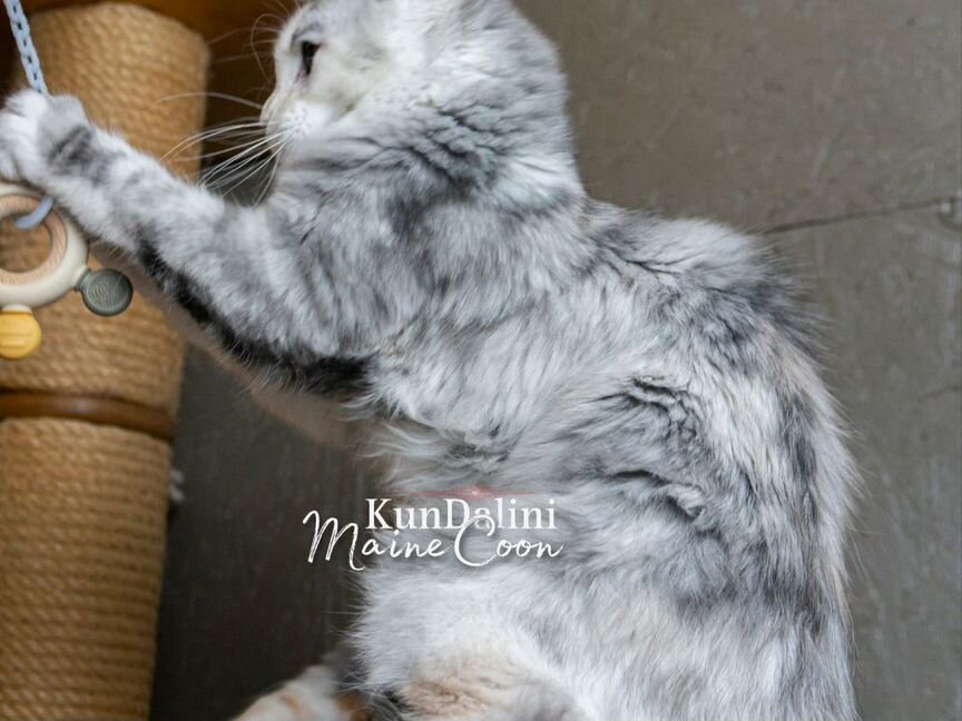 Мейн-кун девочка черепашка