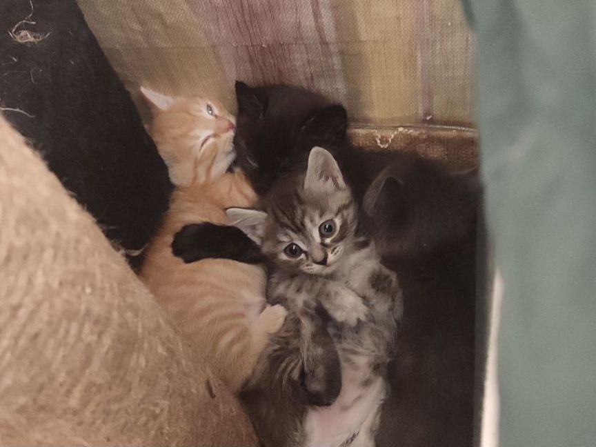 Котятки ищут семью