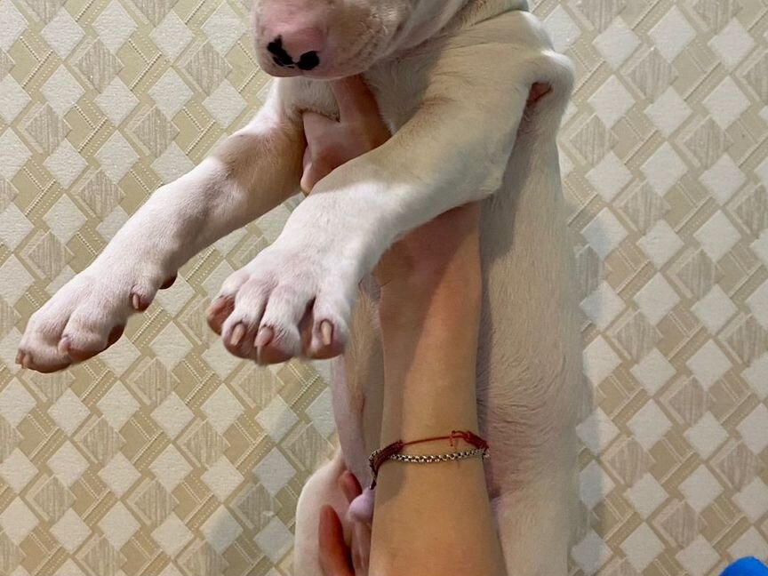 Стандартный бультерьер