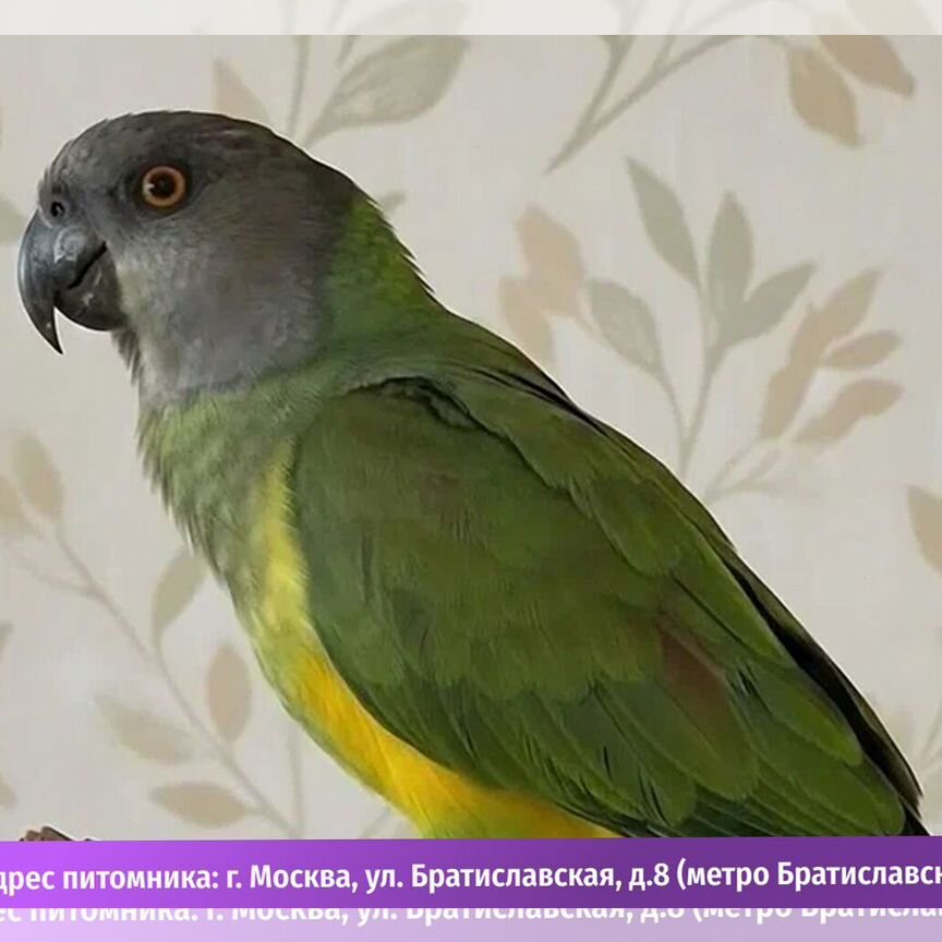 Попугай Сенегальский