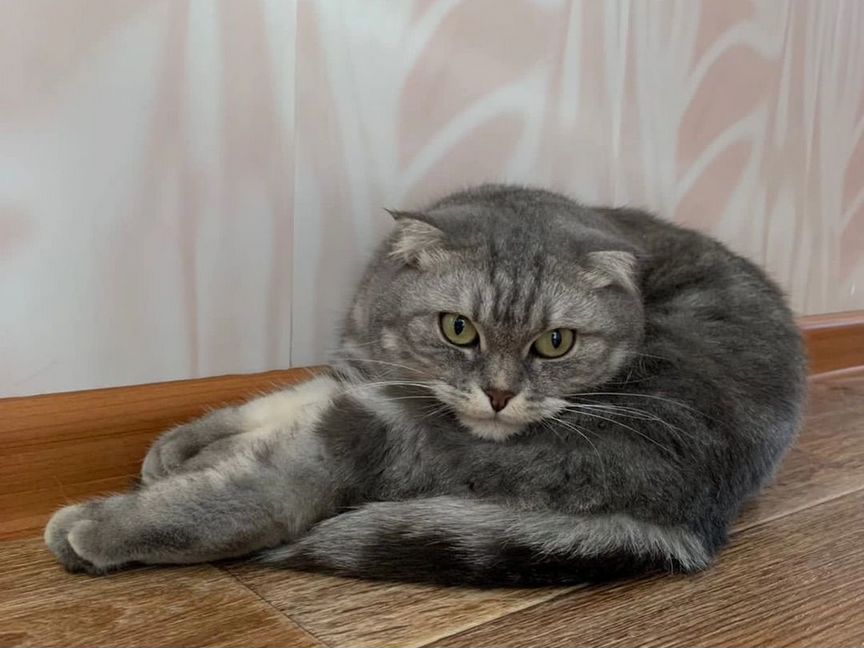 Шотланская вислоухая кошка бесплатно