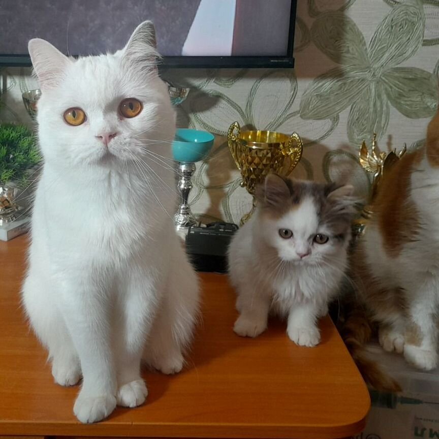 Шотландский молодой котик в добрые руки