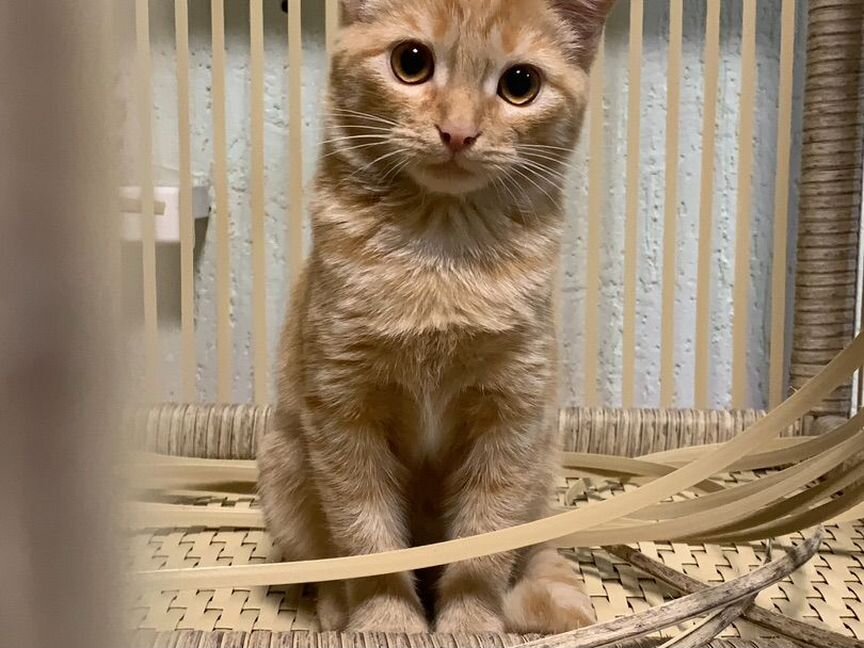 Потерялась кошка