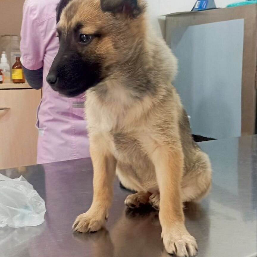 Девочка помесь