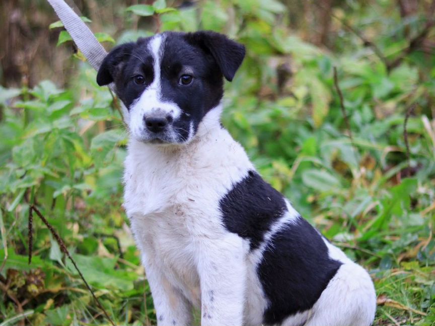 Щенок девочка 3 месяца Виви ищет дом