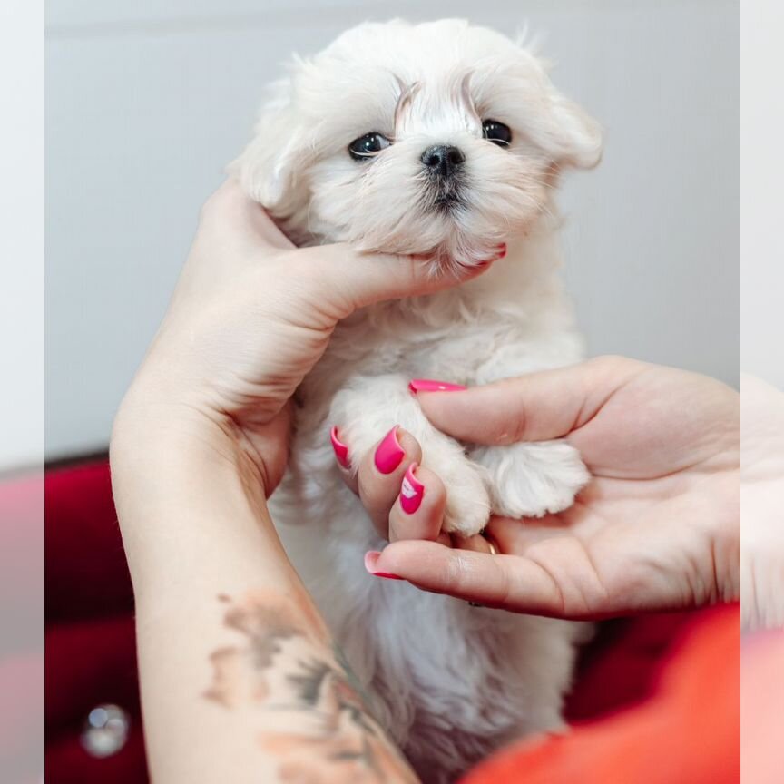 Мальтезе Корея мини девочка