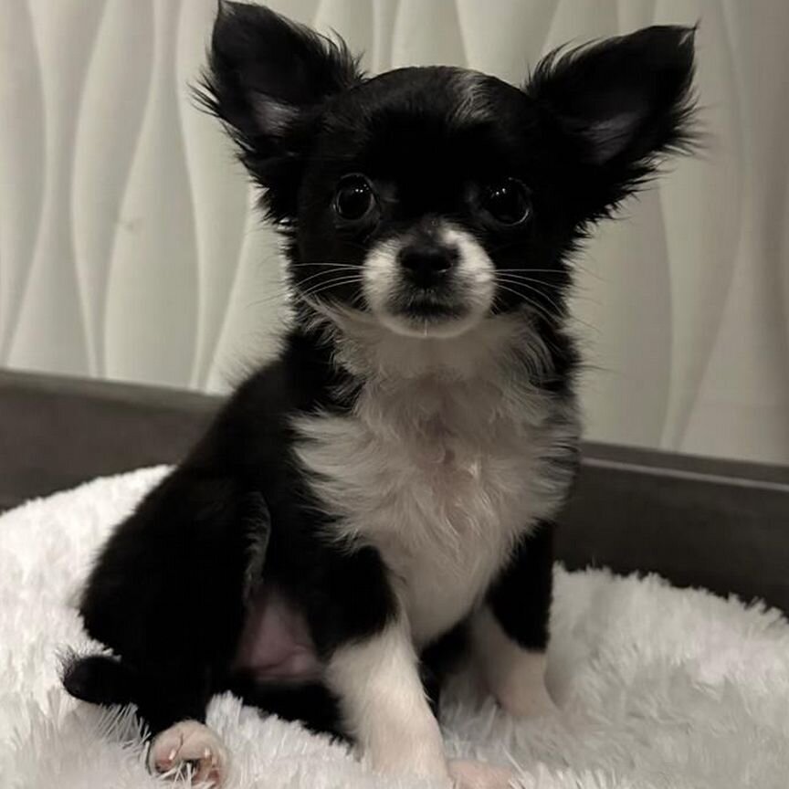 Чихуахуа, щенок