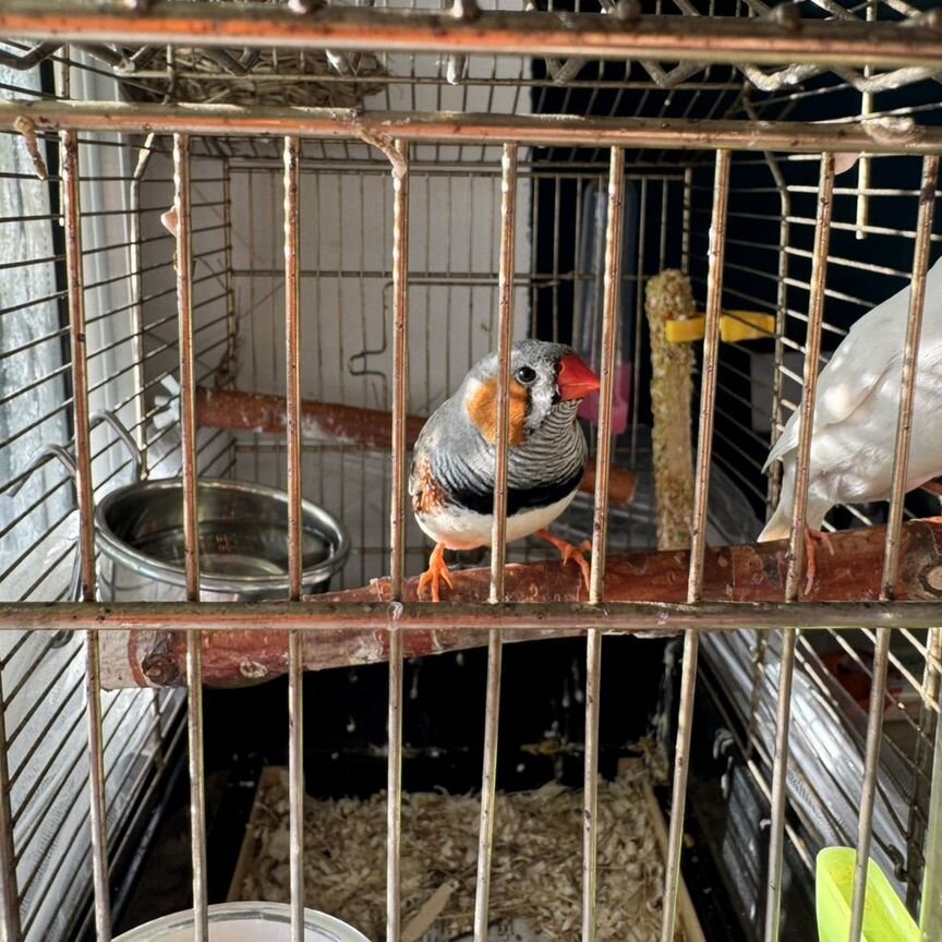 Амадины пара с клеткой