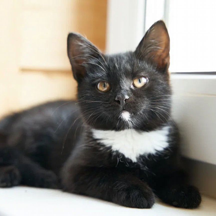 Котенок Шанти в добрые руки