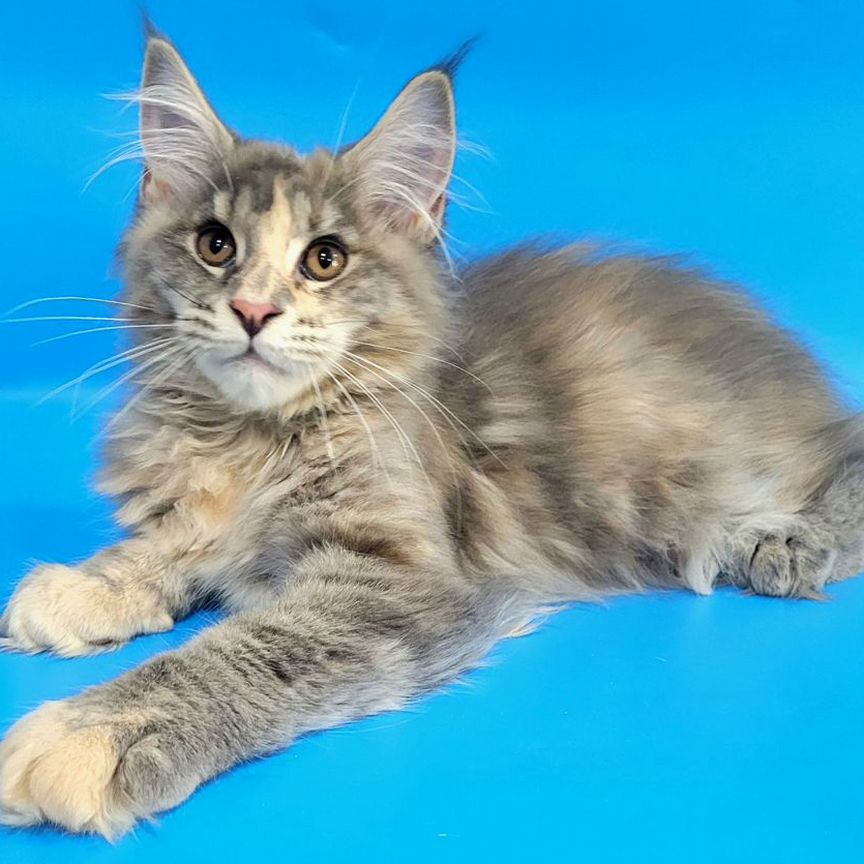 Мейн-кун крупная самка