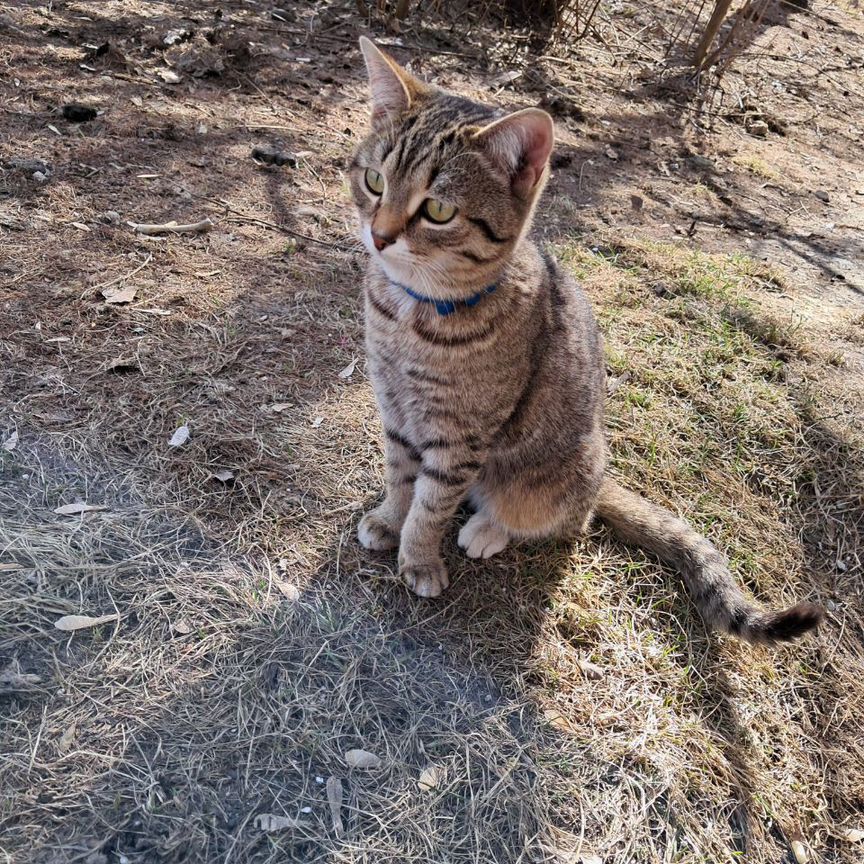 Котик потерялся или его выбросили