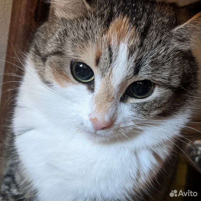 Кошечка с глазами олененка