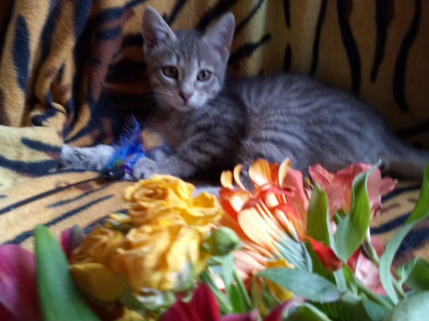 Котята в добрые руки бесплатно