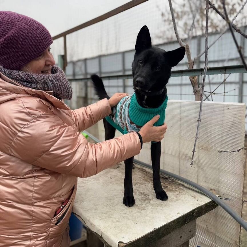 Небольшая собака в добрые руки