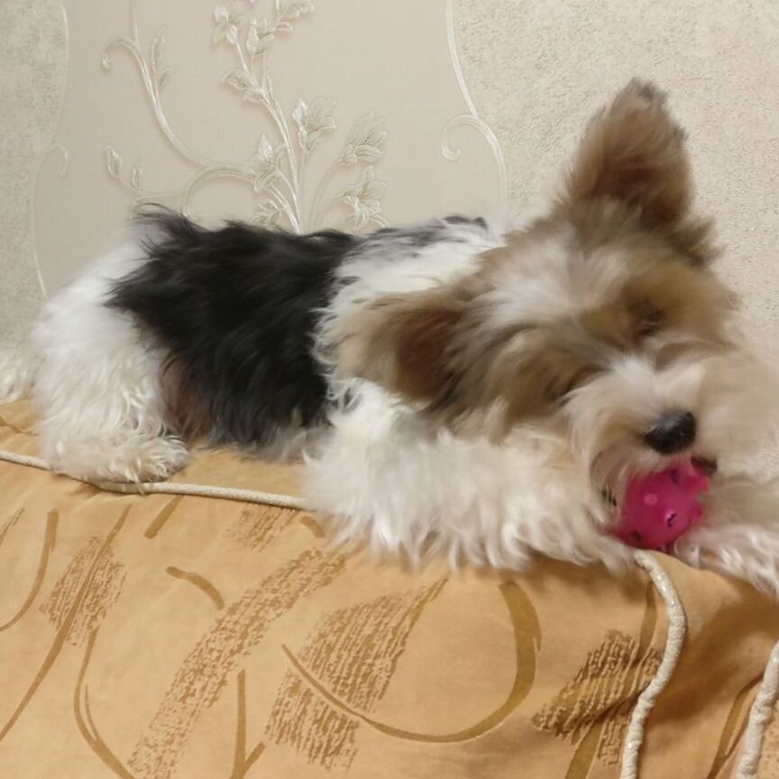 Бивер девочка
