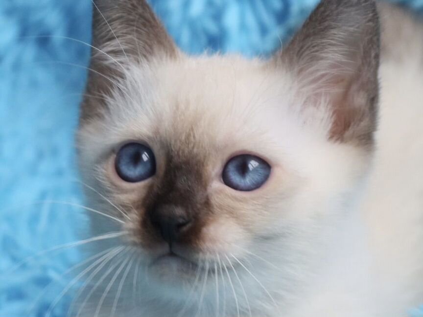 Тайский котёнок