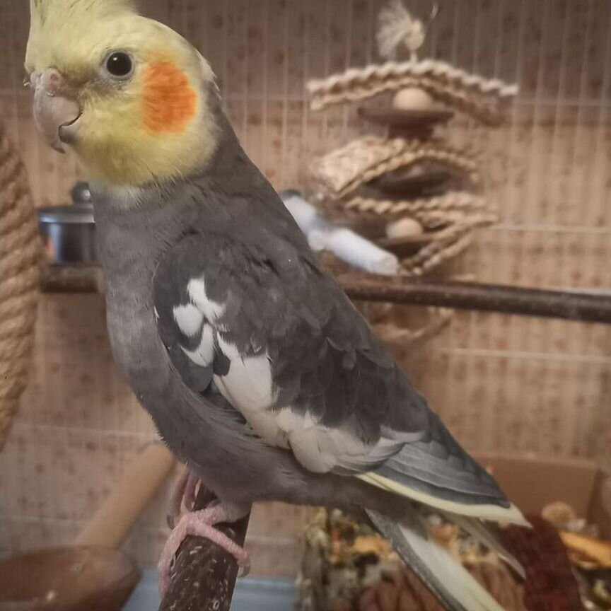 Попугай с клеткой, корелла