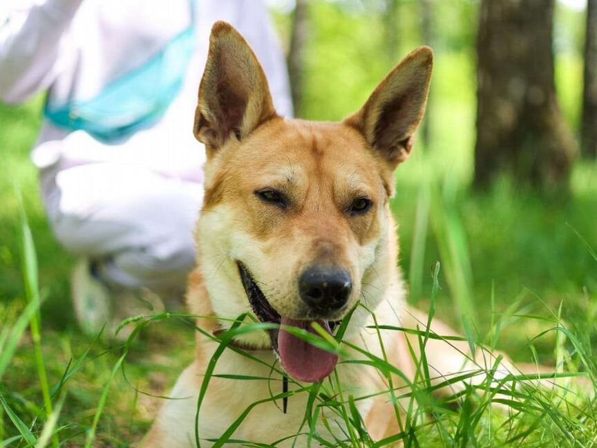 Собака в добрые руки