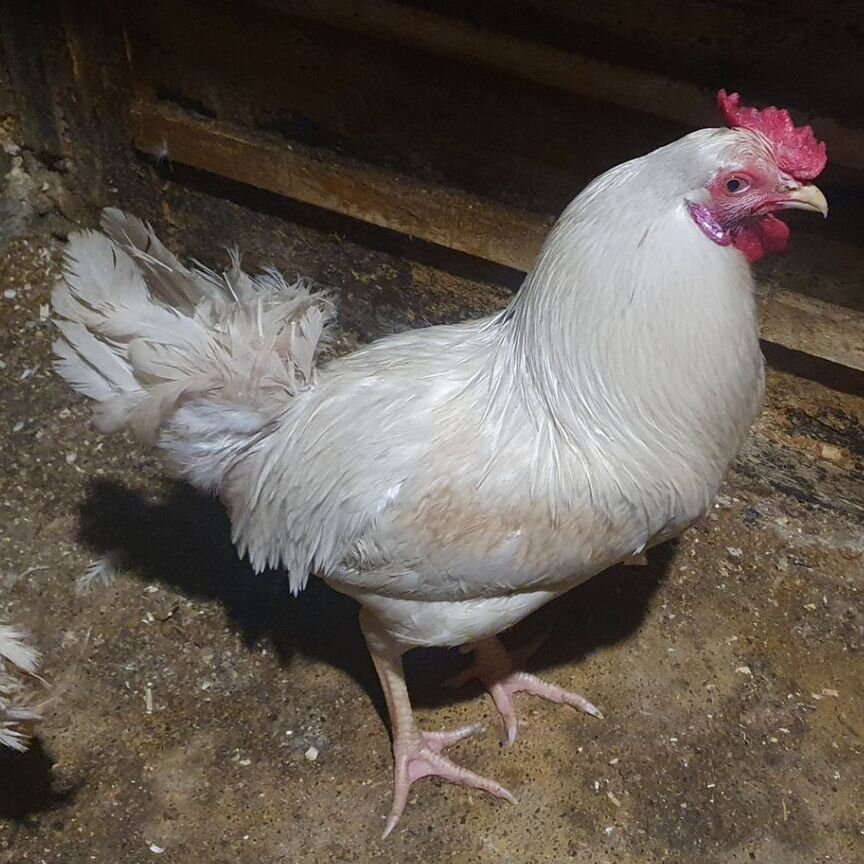 Петух белый 1.5 года