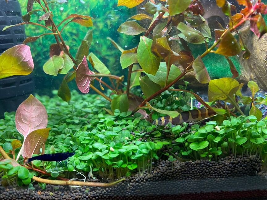 Семена для аквариума "Glossostigma elatinoides"