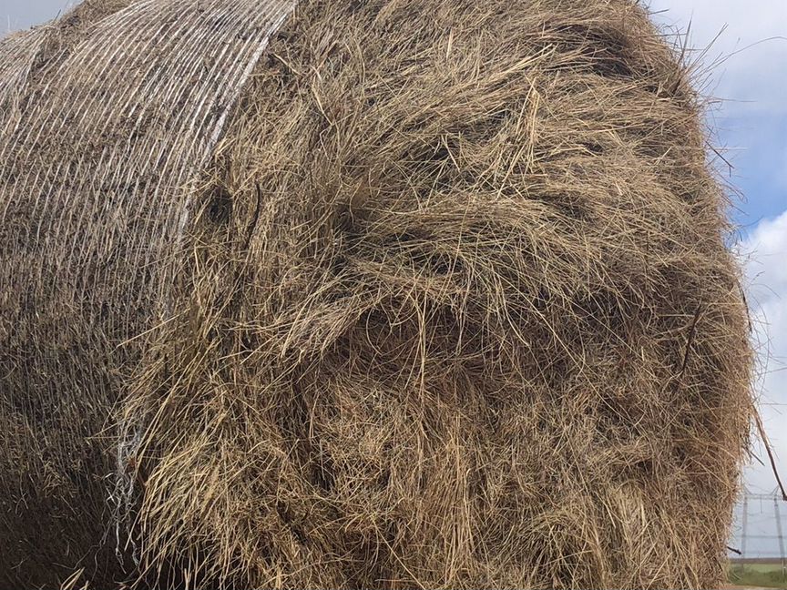 Продам сено в рулонах