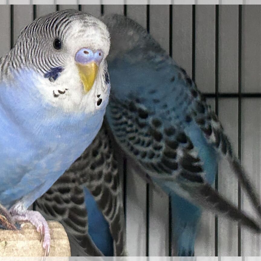 Птенцы волнистый попугай