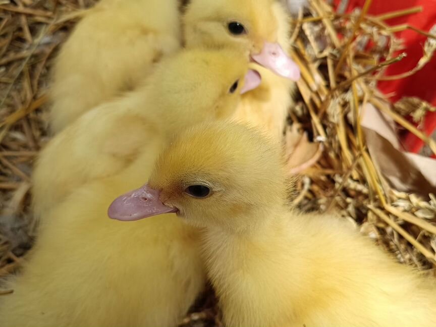 Утята мускусные тяжёлой линии 15 штук