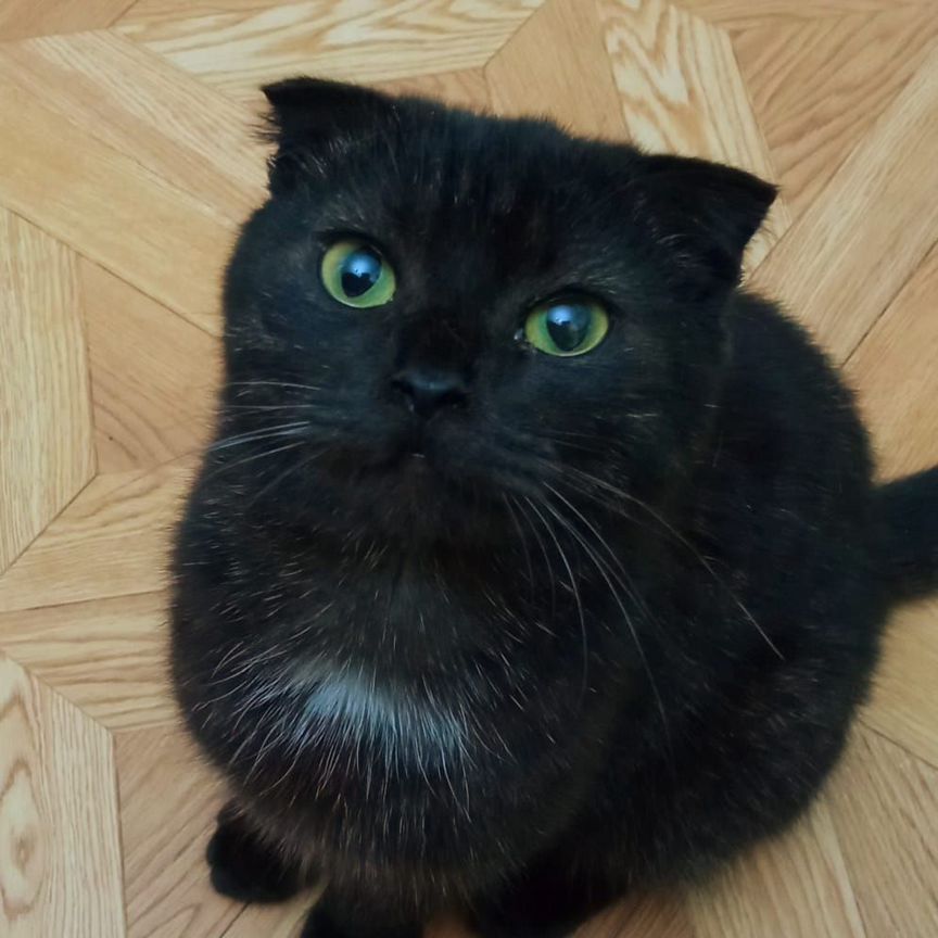 Котёнок Агат