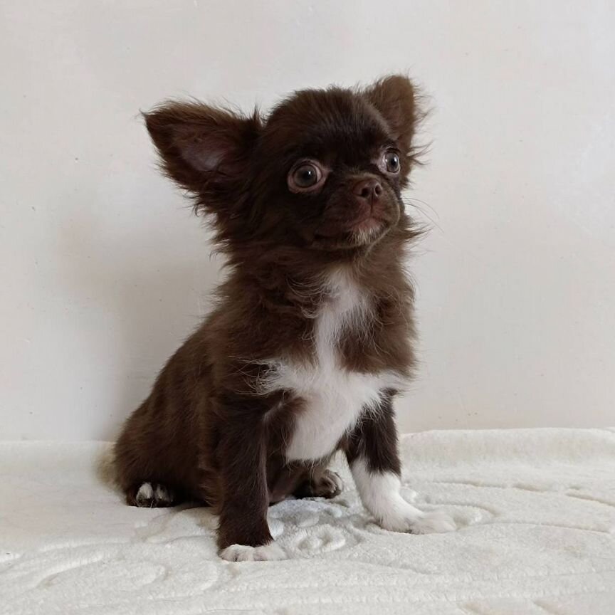 Бесподобная шоколадная малышка