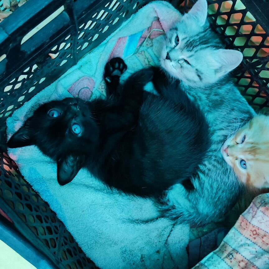 Котята в добрые руки
