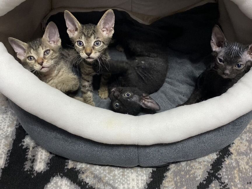 Донской сфинкс браш