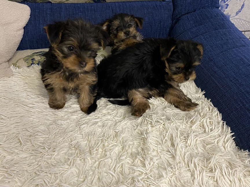 Йоркширский терьер