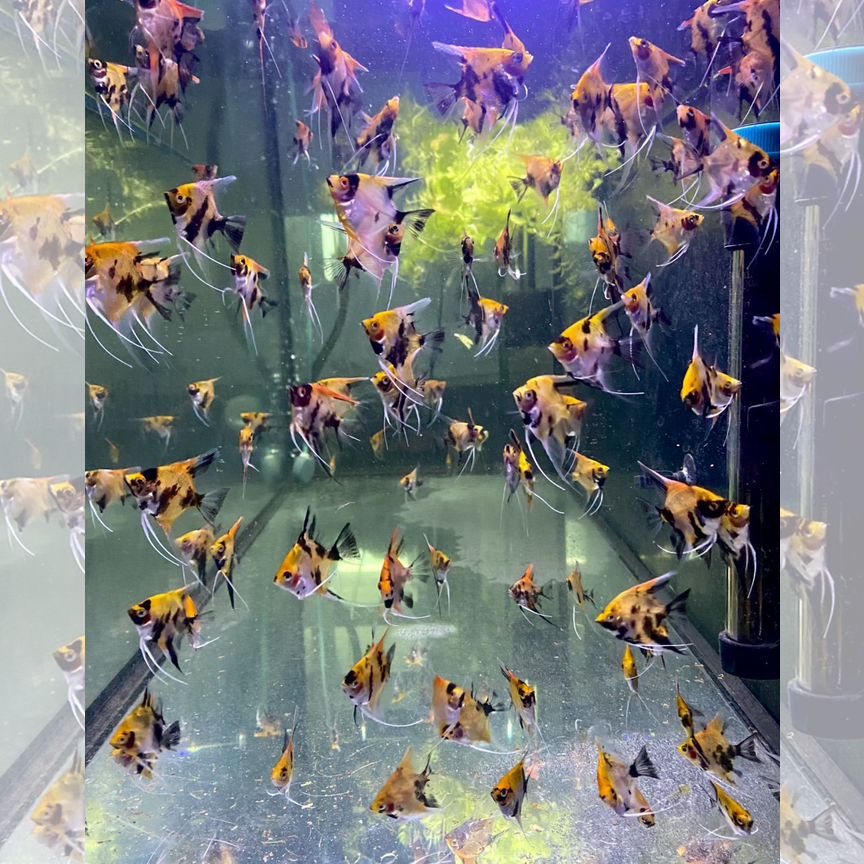 Скалярии красный дьявол 3,5см 