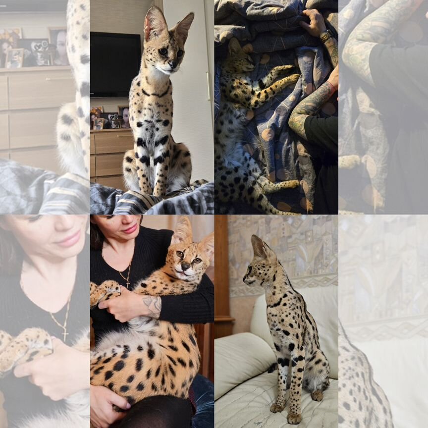 Бенгальская кошка, взрослая