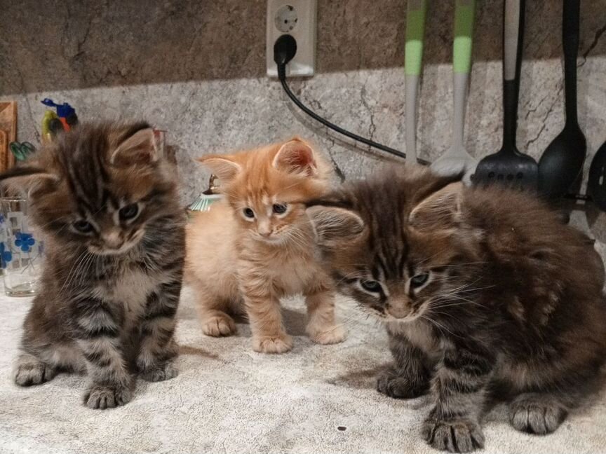 Продам котят мейкунов