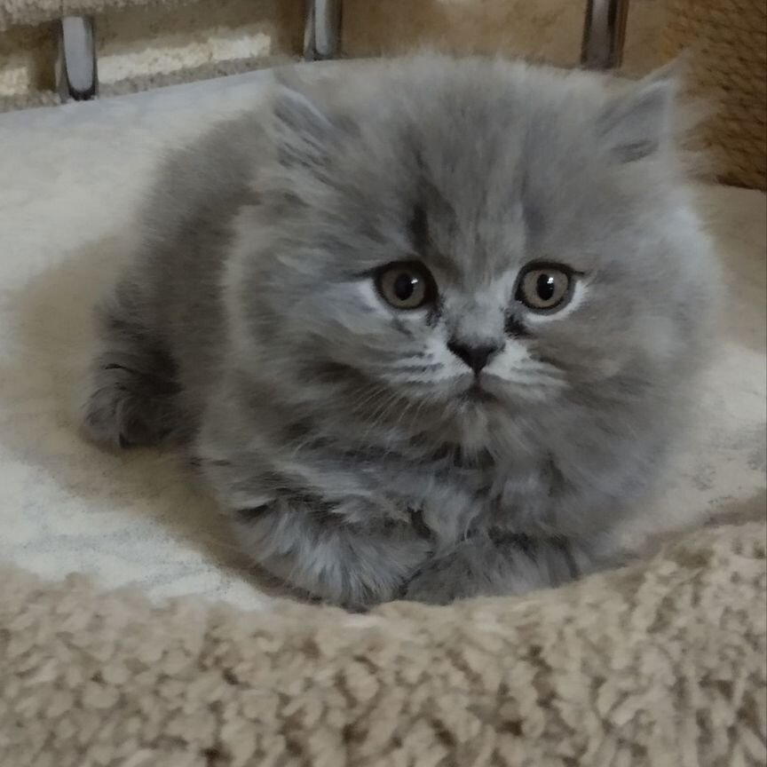 Британская длинношерстная кошечка