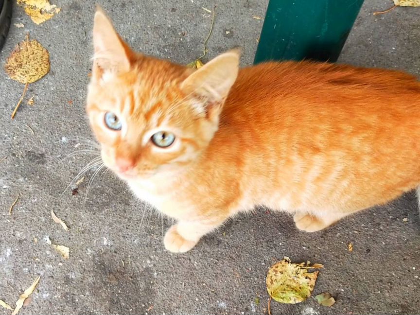 Рыжий красивый котенок мальчик 3 месяца ищет дом