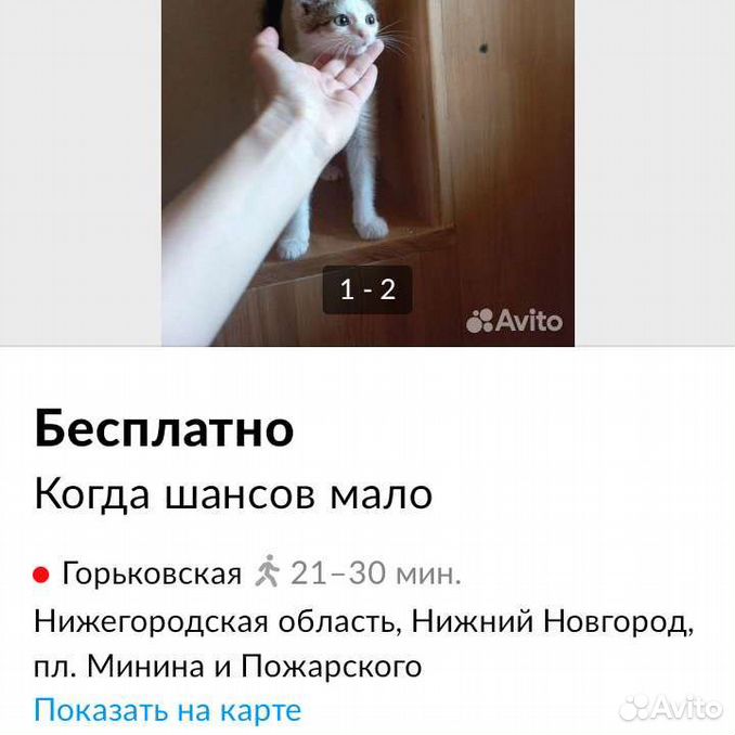 Кошка все ещё надеемся