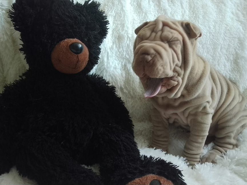 Шарпейчики с документами РКФ