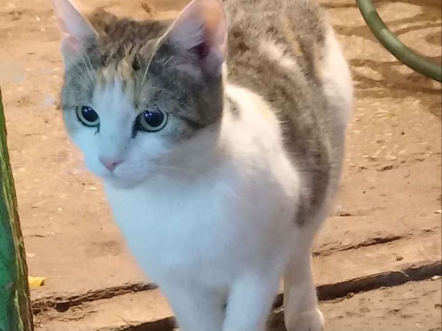 Кошки в добрые руки