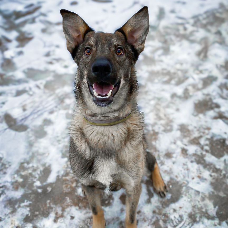 Собачка ищет хозяина