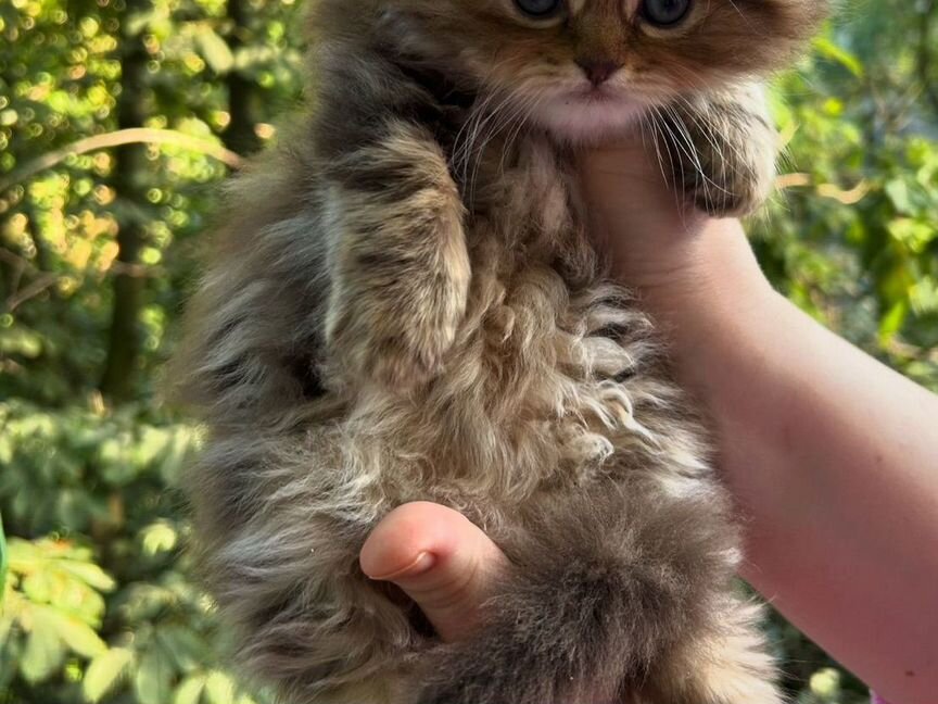 Шотландские котята Хайленд