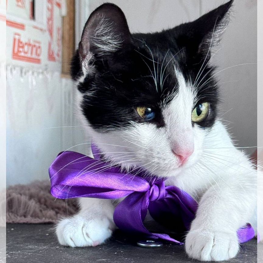 Небольшая кошка Джулия не хочет быть одинокой