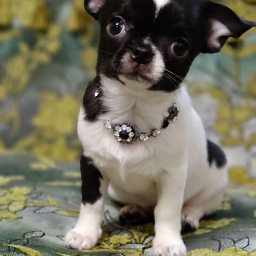 Чихуахуа девочка яркого окраса