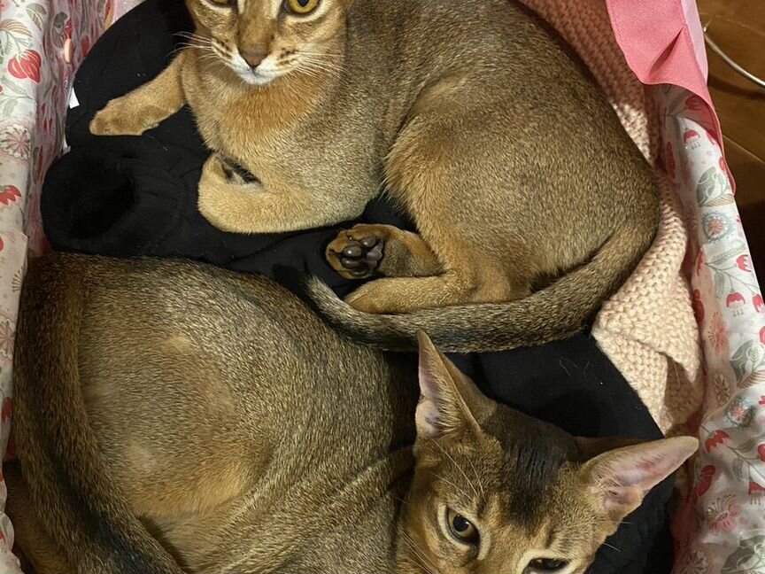 Абиссинская кошка бесплатно