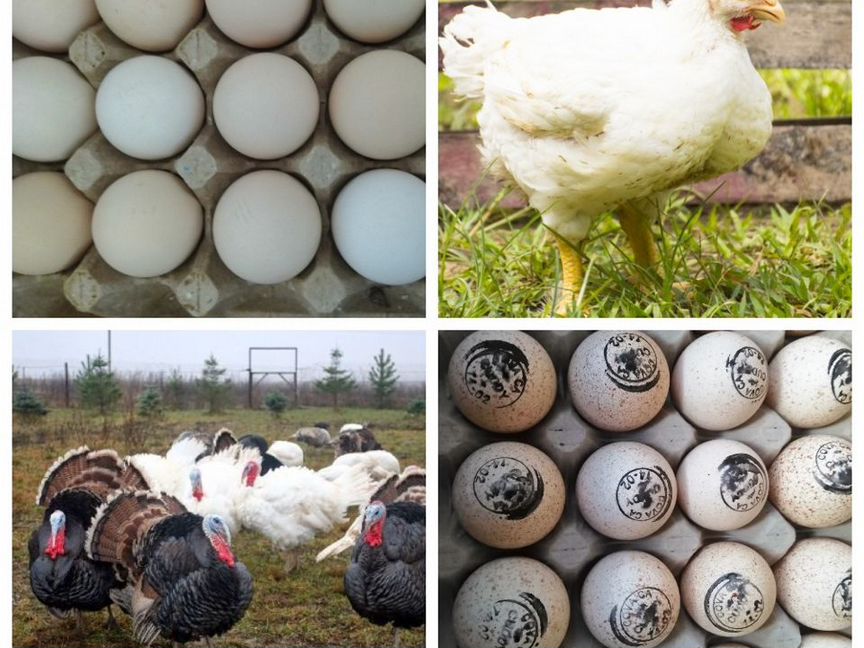 Инкубационное яйцо бройлер Кобб 700 (Арбор)