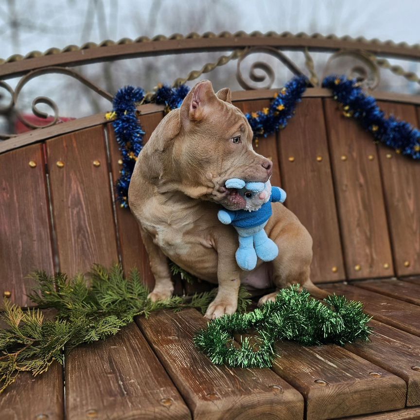 Американский булли. Девулька